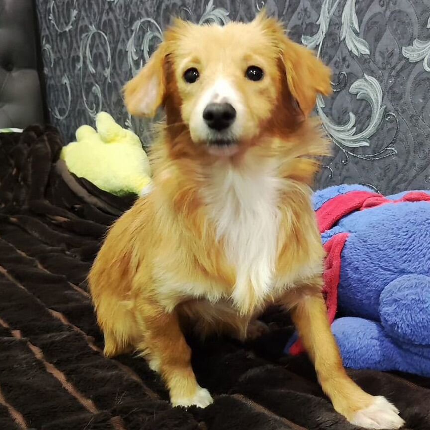 Взрослая собака в добрые руки