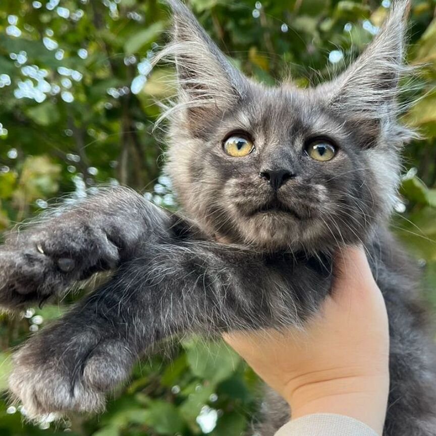 Шикарные мальчики Мейн-куна