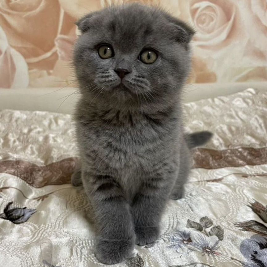 Шотландская вислоухая голубая