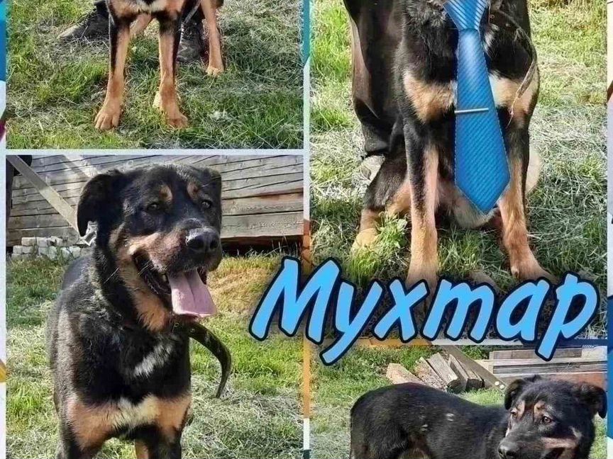 Собака в добрые руки