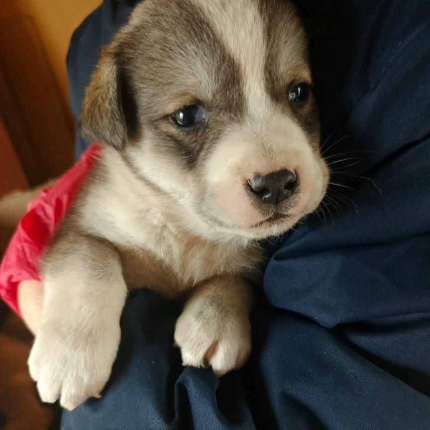 Маленький щенок в дар