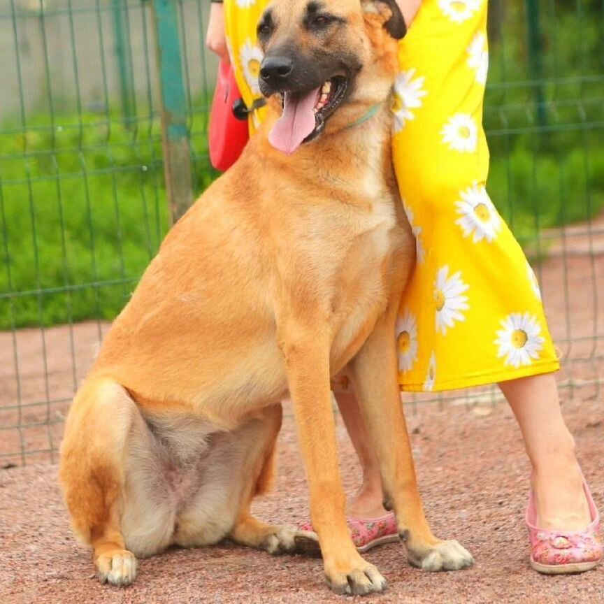 Взрослая собака в добрые руки