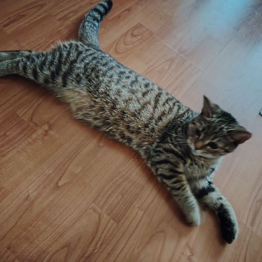Кошка в добрые руки