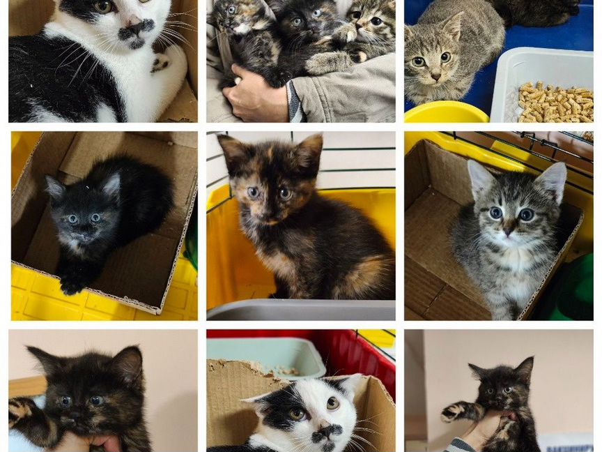 Опять завал подкинутых в клинику животных