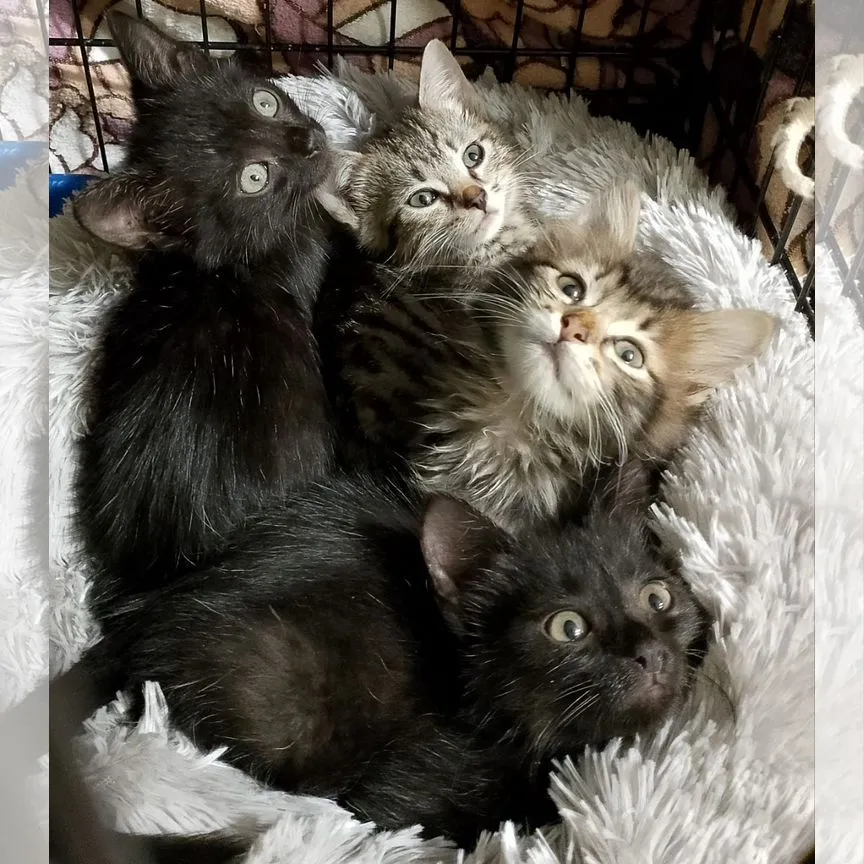 Котята малыши жители подвала
