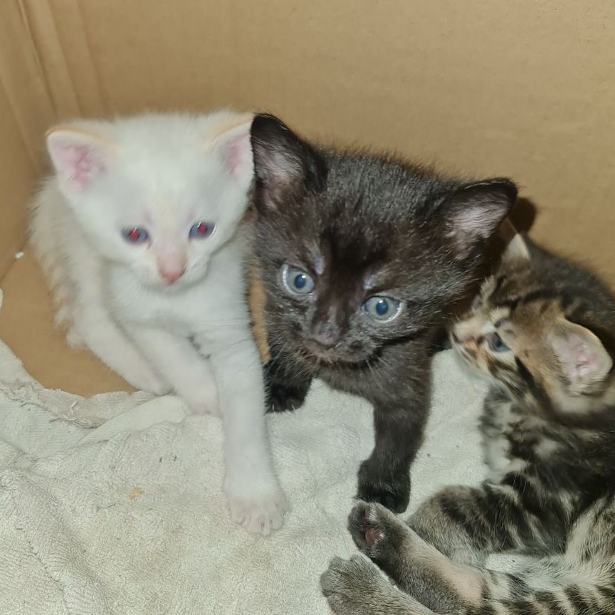 Котёнок в добрые руки