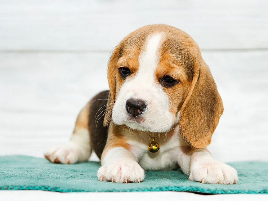 Щенки бигль