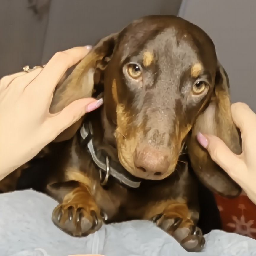 Такса, щенок