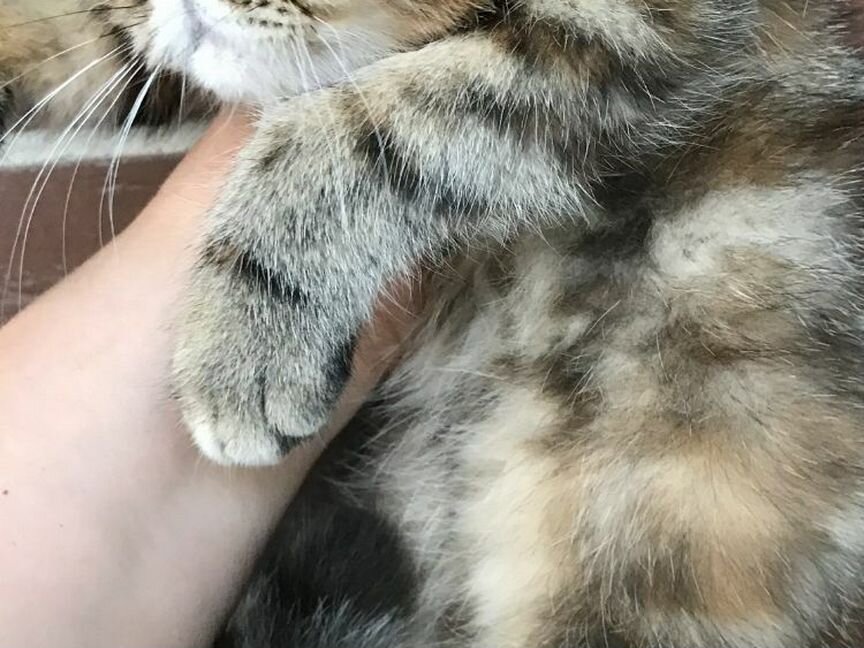 Экзотическая кошечка 3мес