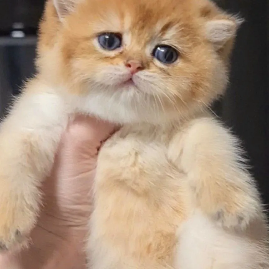 Шотландские котодетки золотая шиншилла