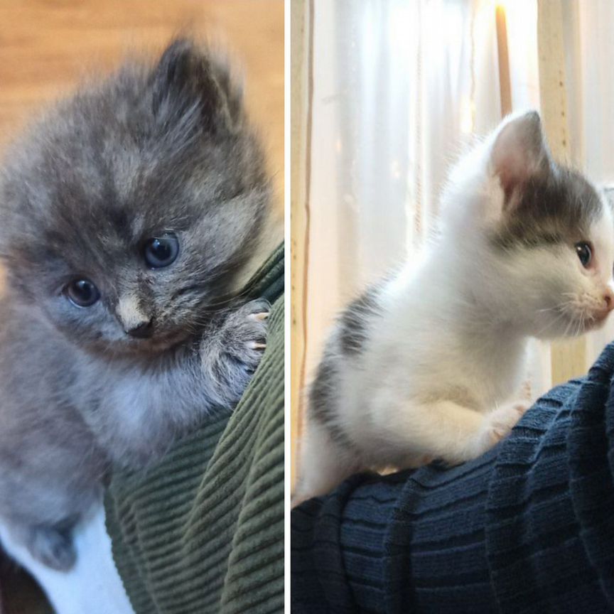 Котёнок в добрые руки