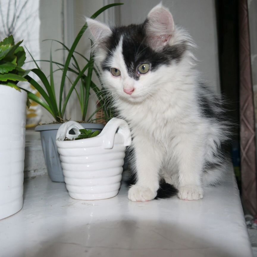 Котёнок бело-графитовый окрас