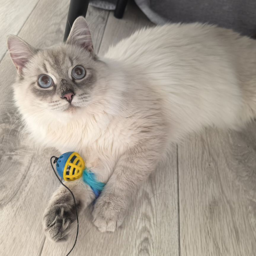 Невский маскарадный котёнок