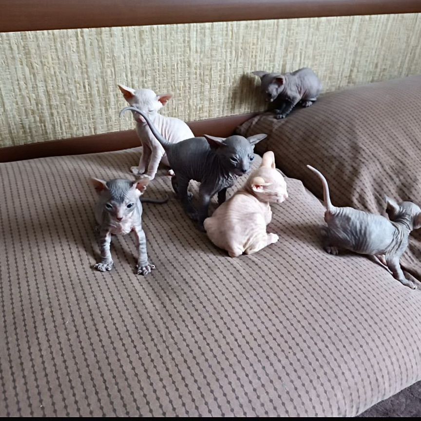 Лысые котята сфинкс