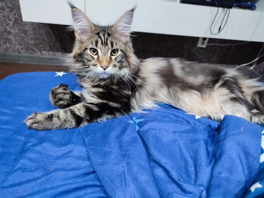 Чистокровные мейн-куны