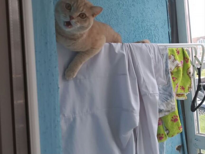 Британский кот
