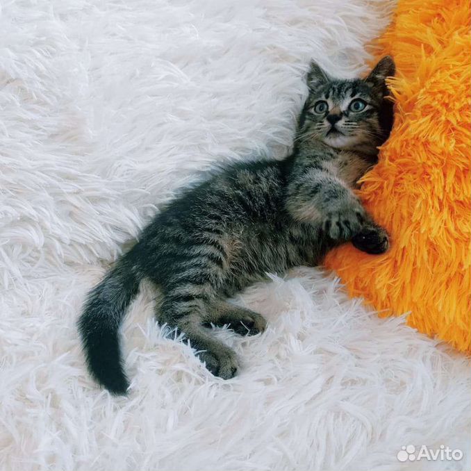 Ручной котенок 1,5месяца мальчик