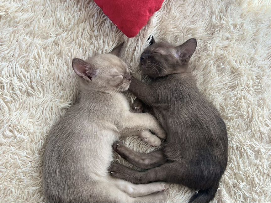 Бурманские котята
