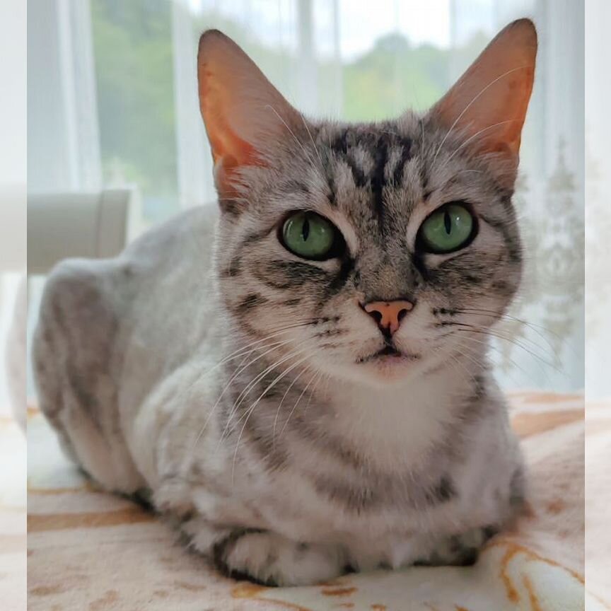 Зеленоглазая кошка окрас вискас в дар