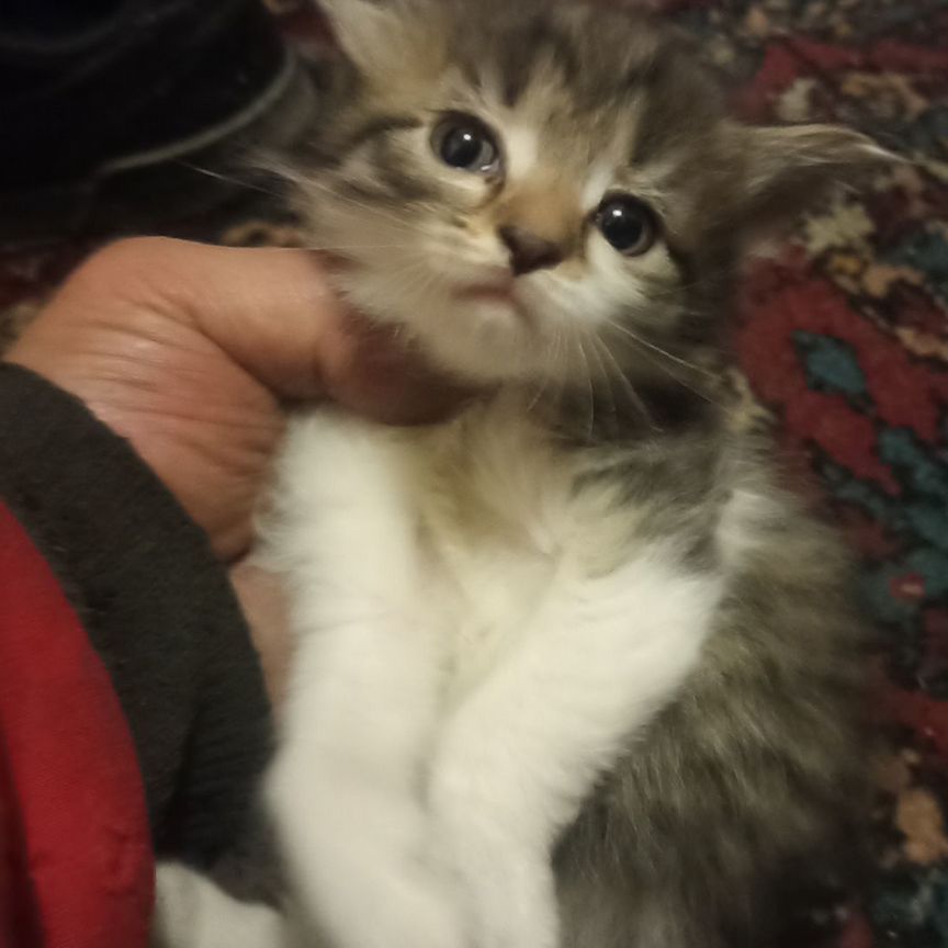 Котята в добрые руки 1 месяц