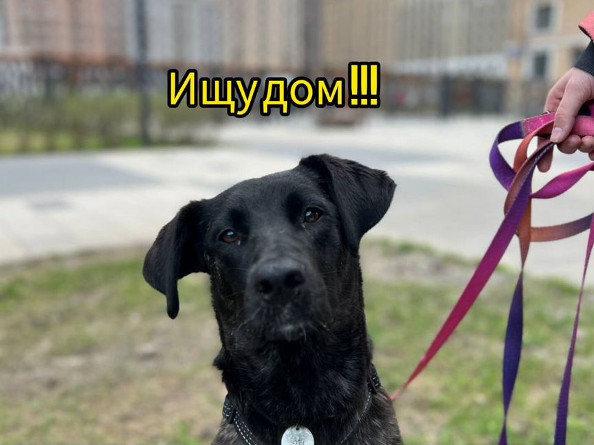 Собака в добрые руки отдам бесплатно