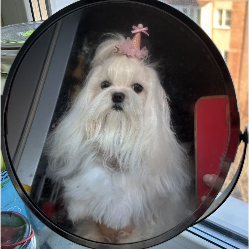 Мальтийская болонка, щенок