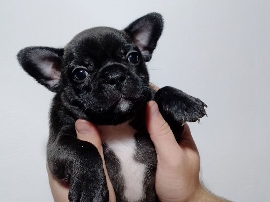 Французский бульдог щенки
