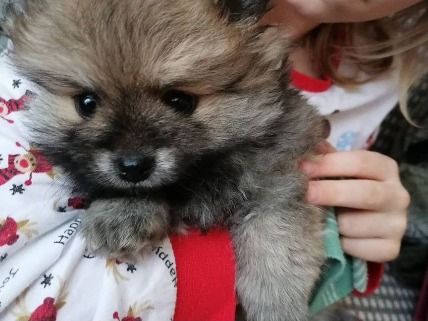 Померанский шпиц