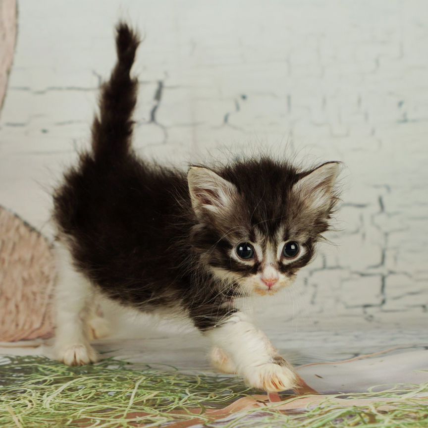 Котенок сибирский лесной с документами 2 месяца