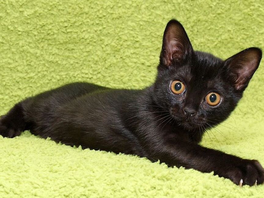 Котята две сестрички