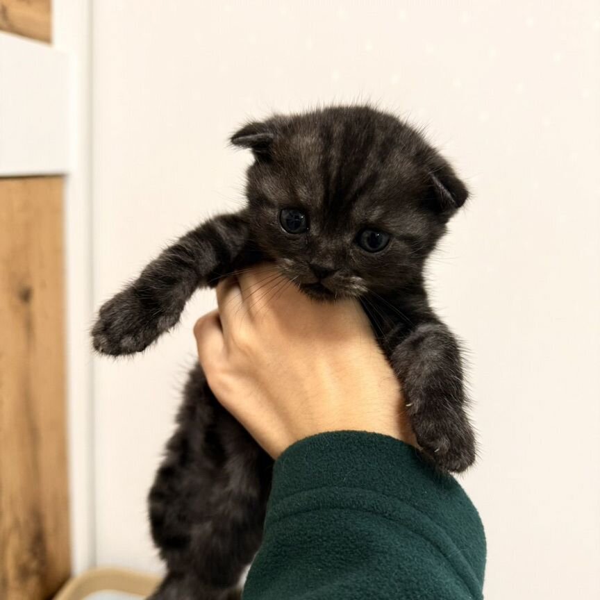 Британский короткошёрстный котёнок