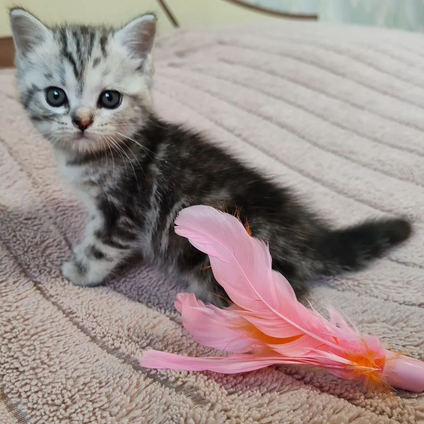 Шотландские котята