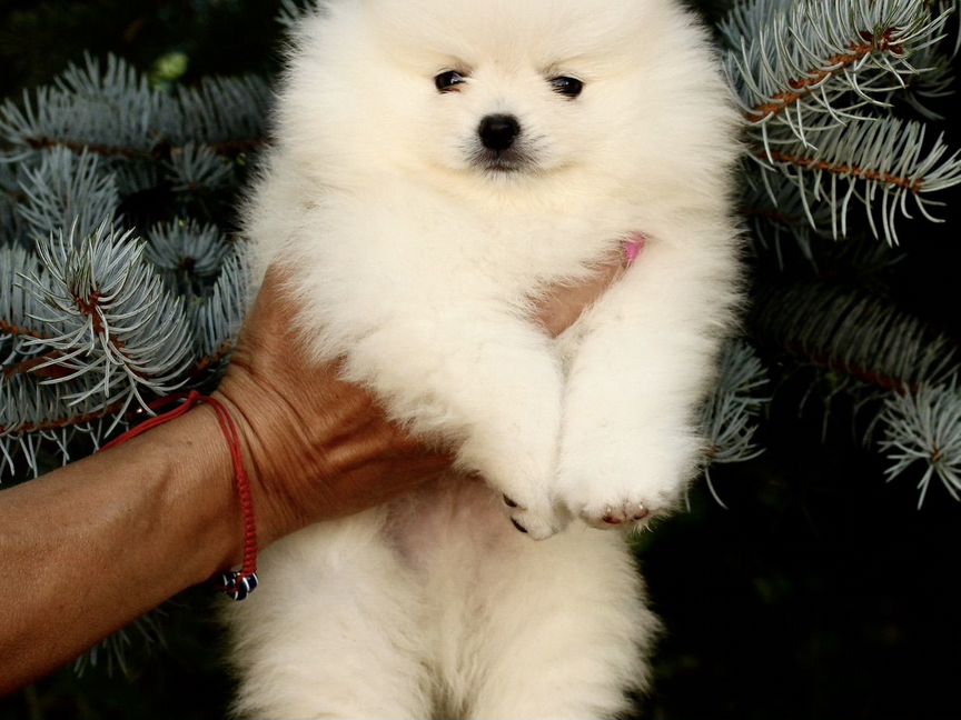 Белый померанский шпиц