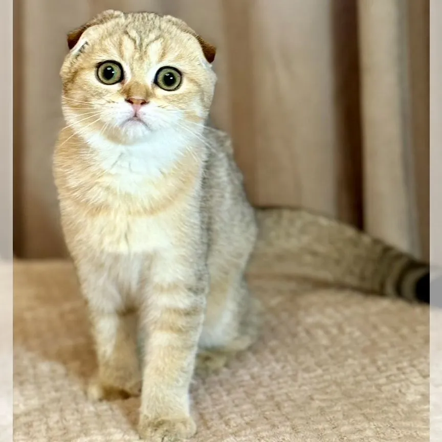 Шотландская вислоухая девочка