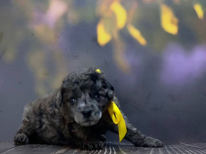 Той-пудель девочка