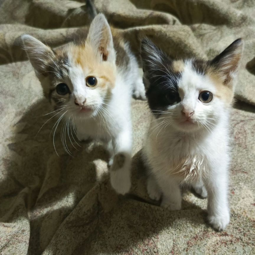 Две кошечки мышеловки