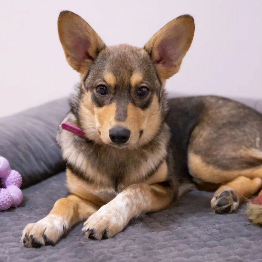 Щенок девочка в добрые руки