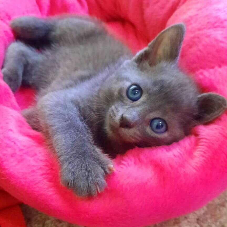 Русские голубые котята