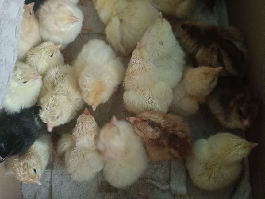Цыплята суточные несушки