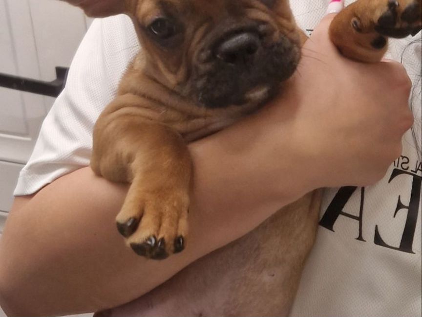 Французский бульдог