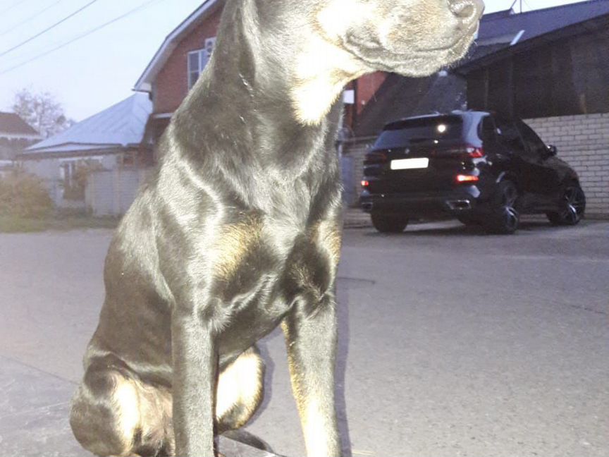 Собака в добрые руки отдам бесплатно