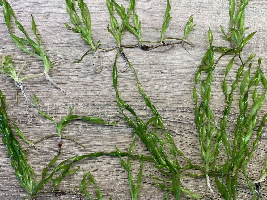 Валиснерия спиральная