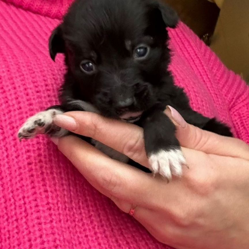 Малыши от небольшой собачкт