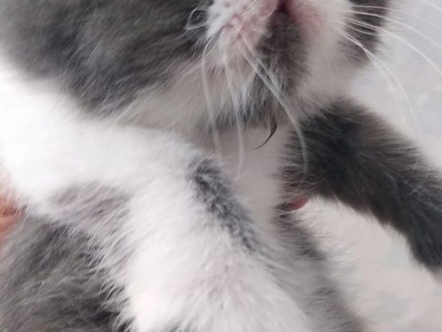 Персидская