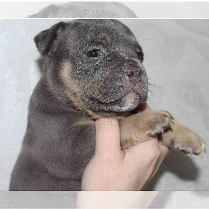 Американский булли, щенок
