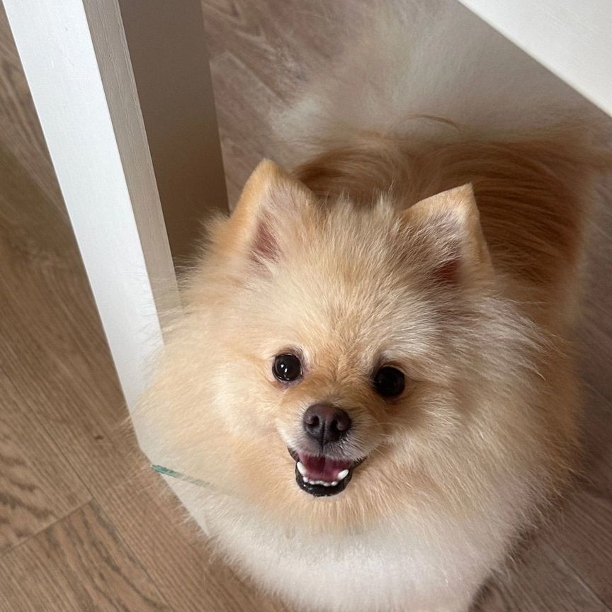 Бронь Шпиц в добрые руки