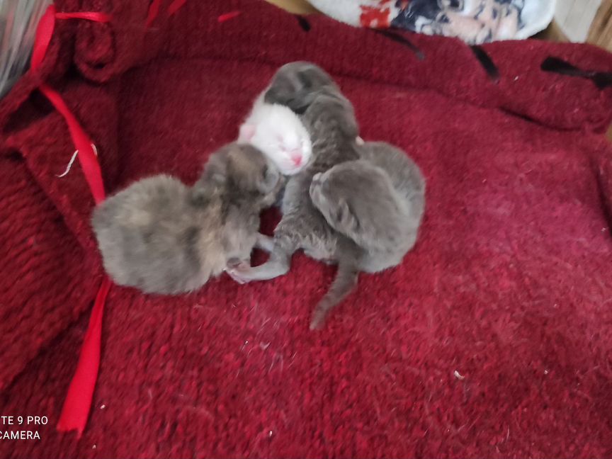 Котята в дар Серый белый рыже-серый