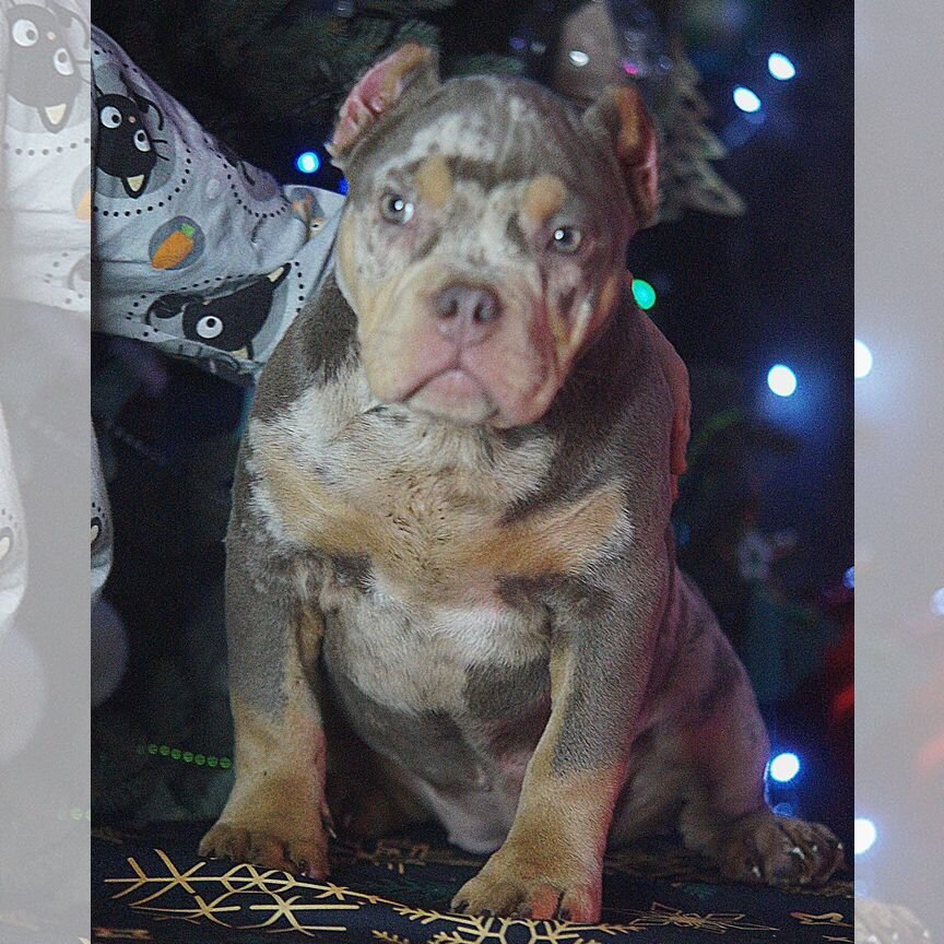 Американский булли, щенок