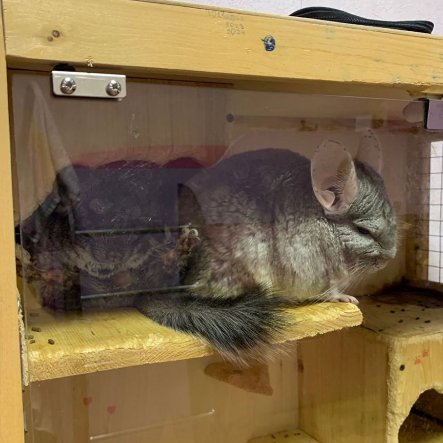 Витрина для шиншилл