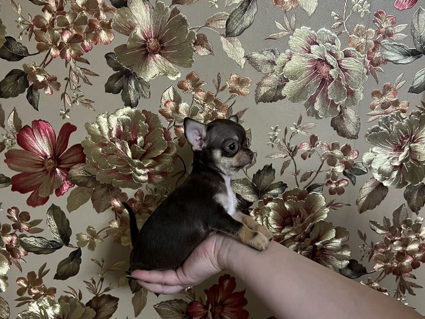 Супер мини чихуахуа